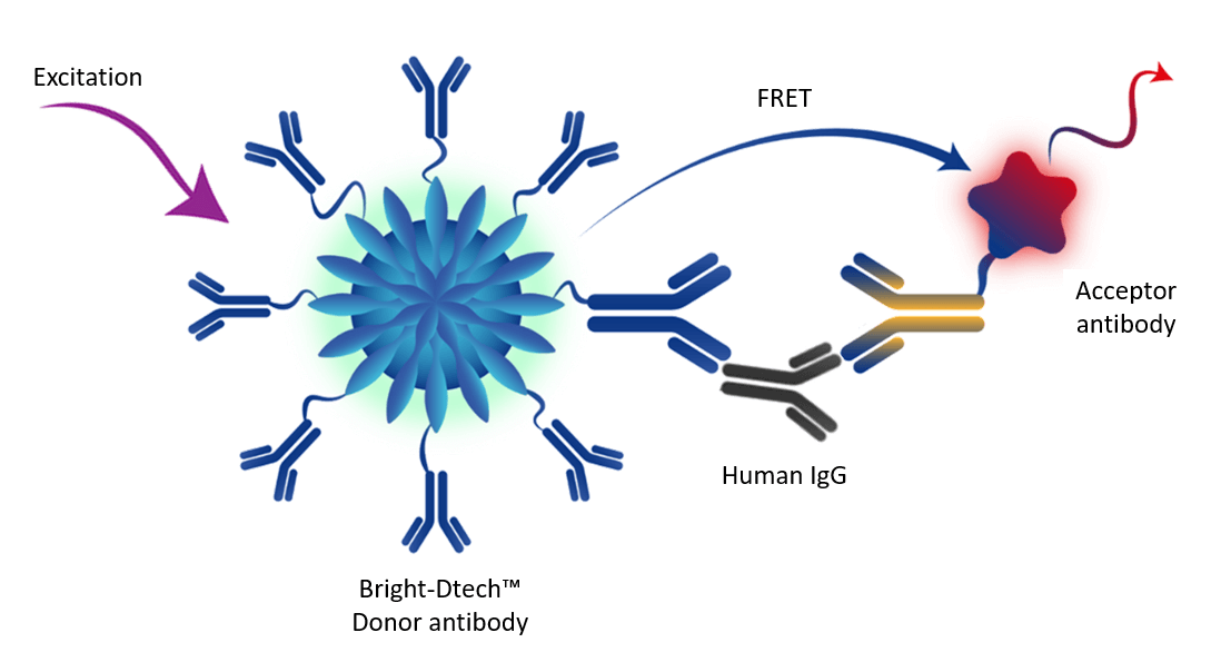 NoW-Dtech™ - TR-FRET Assay Kit Human IgG - Poly-Dtech